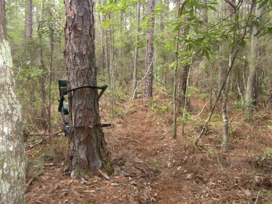 Tree Stand vs Ground Blind: Pick the Right Setup 2026